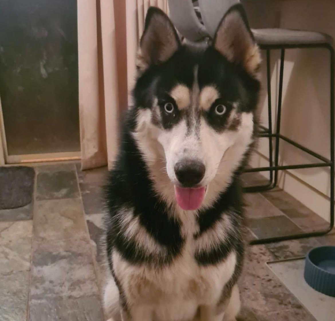 Homes For Huskies Rescue Inc - Adopt a Husky in Melbourne