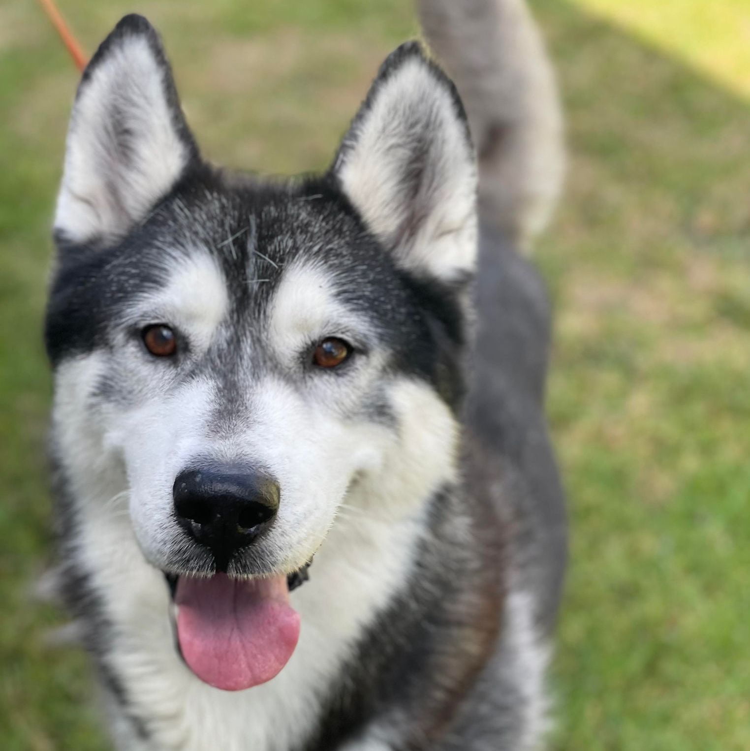 Where To Adopt A Husky