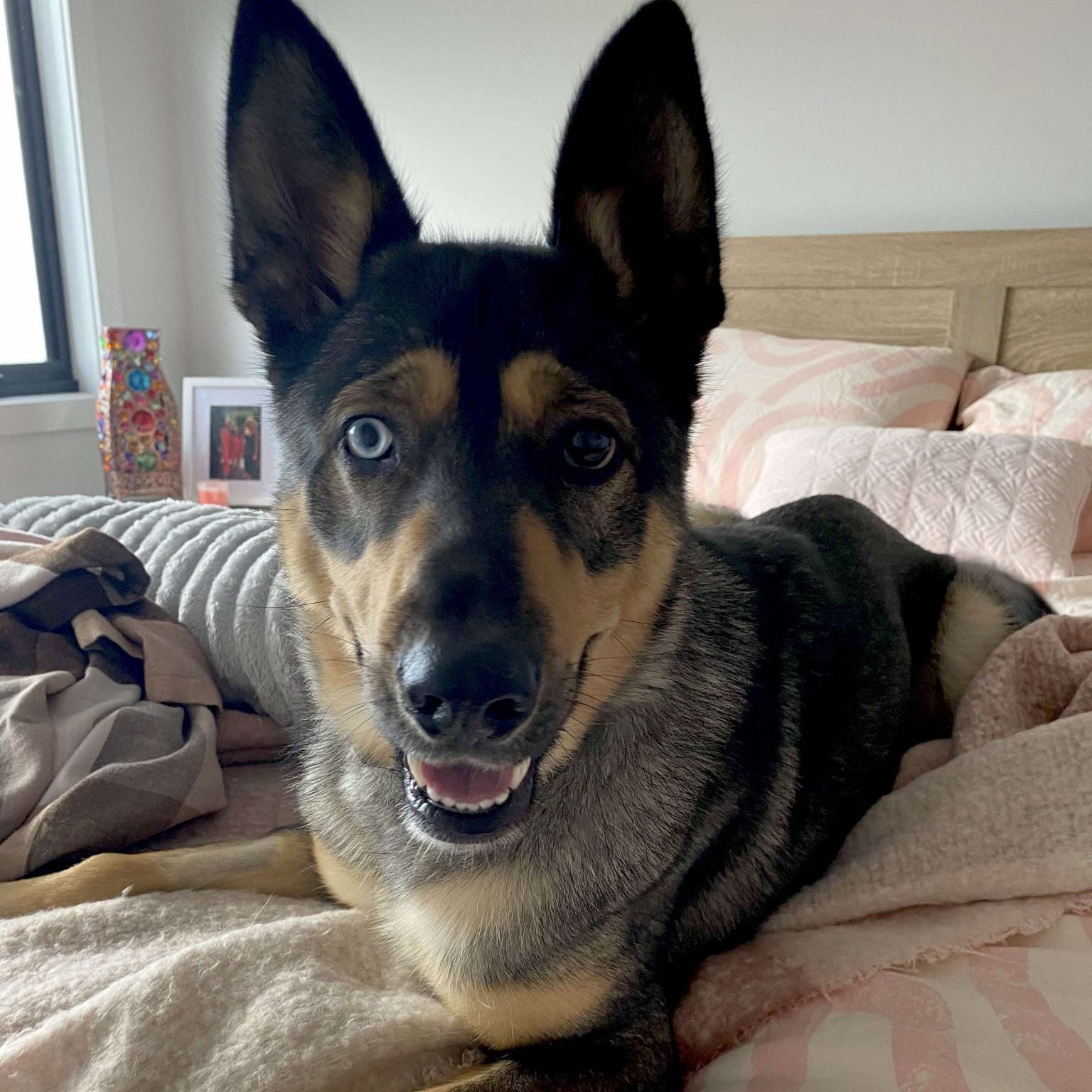 Homes For Huskies Rescue Inc - Adopt a Husky in Melbourne