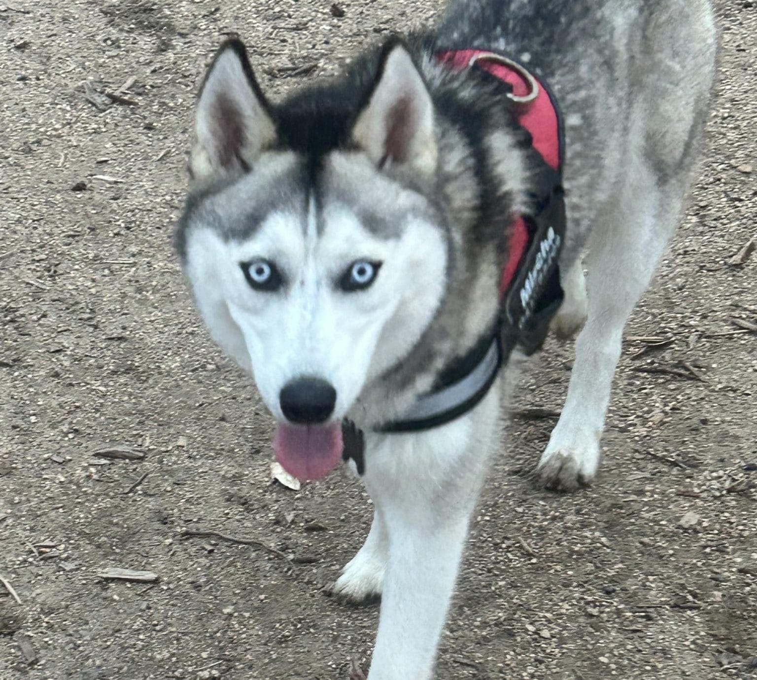 Homes For Huskies Rescue Inc - Adopt a Husky in Melbourne