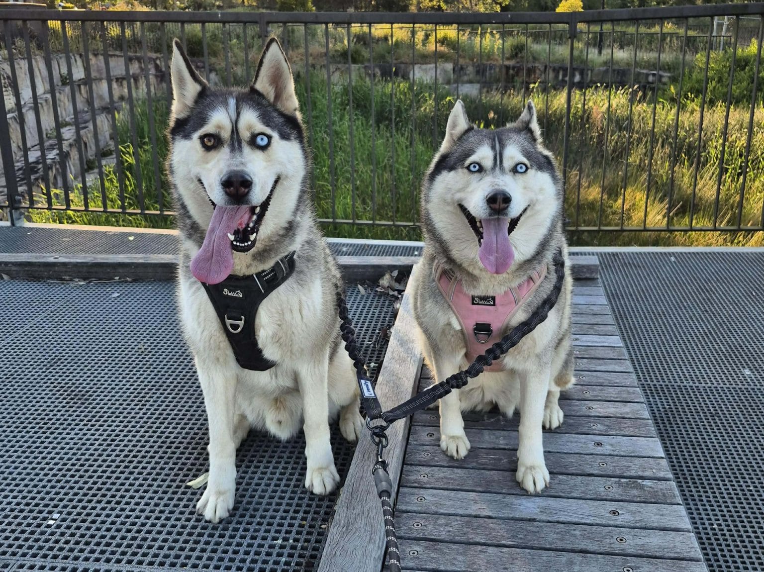 Homes For Huskies Rescue Inc - Adopt a Husky in Melbourne